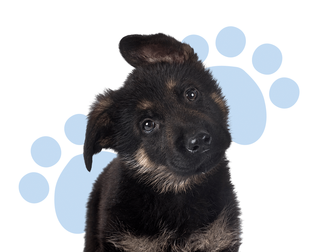 Westgate Animal Hospital | Veterinarian in Tacoma, WA